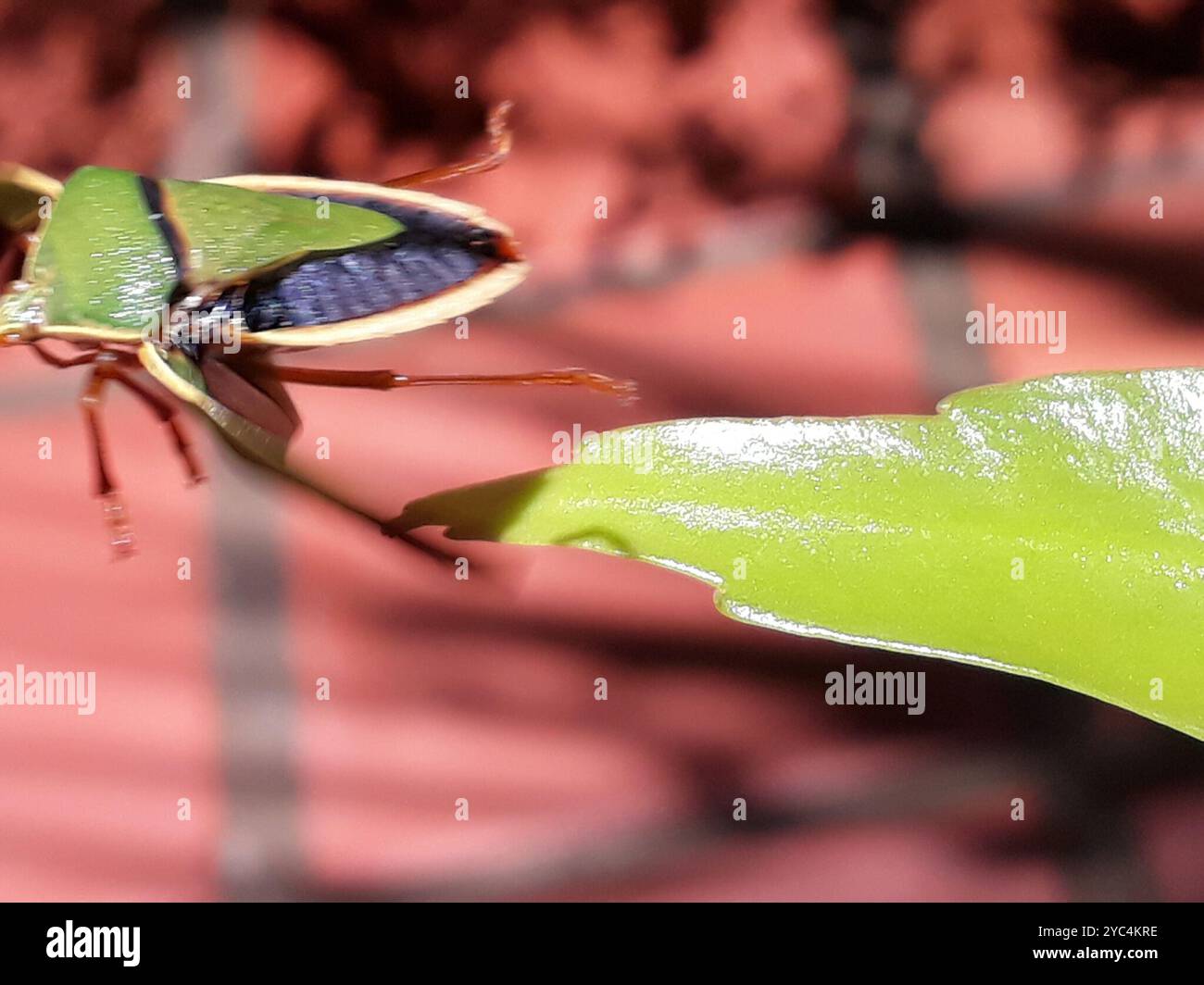 Red-bordered Stink Bug (Edessa rufomarginata) Insecta Stock Photo - Alamy