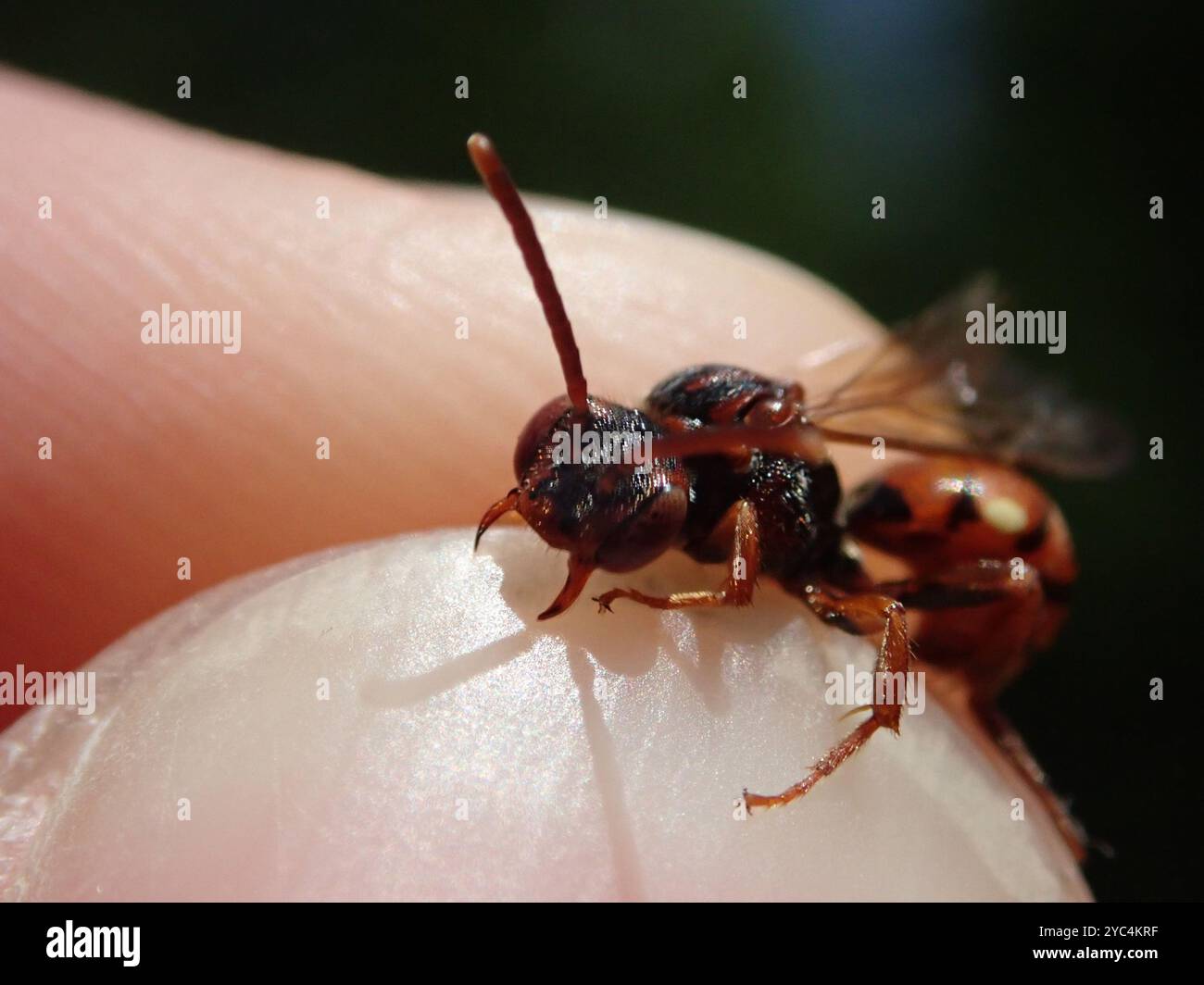 Nomad Bees (Nomada) Insecta Stock Photo - Alamy