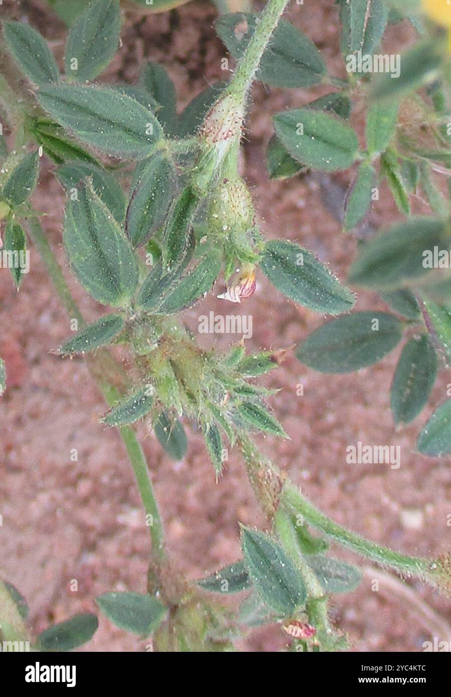 Wild Lucerne (Stylosanthes fruticosa) Plantae Stock Photo - Alamy