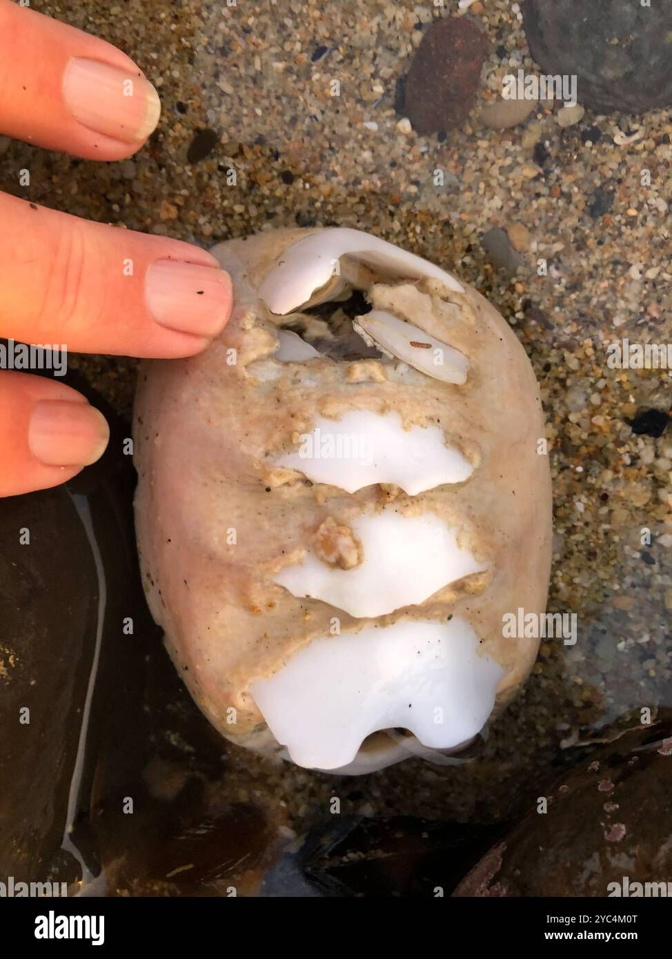 Gumboot Chiton (Cryptochiton stelleri) Mollusca Stock Photo - Alamy
