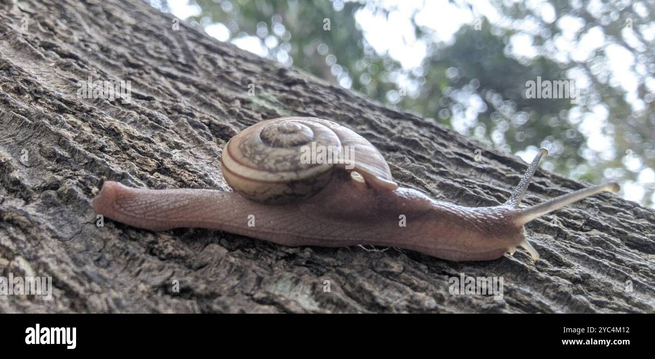 (Ariophanta exilis) Mollusca Stock Photo - Alamy