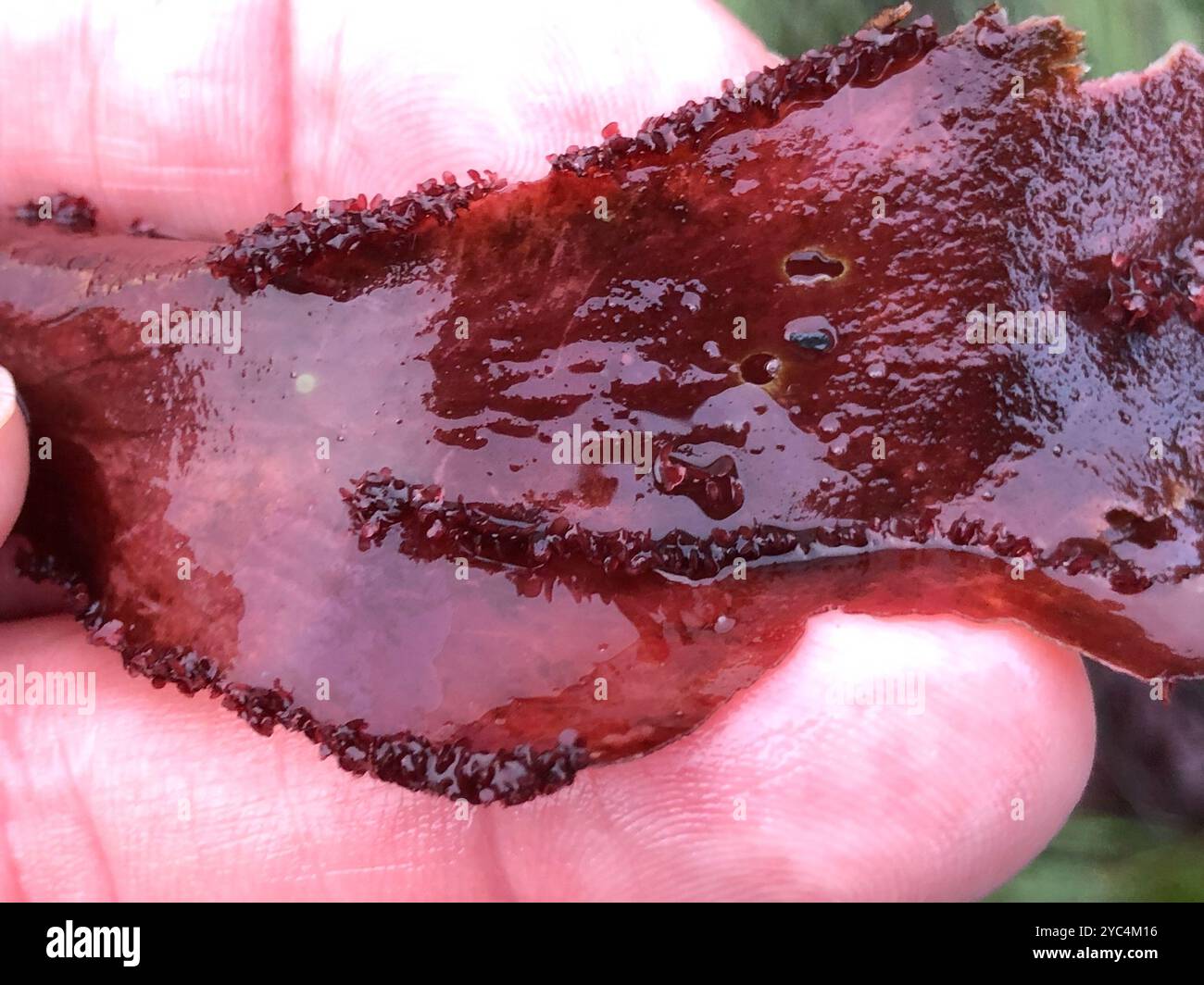 Grape Tongue (Cryptopleura ruprechtiana) Plantae Stock Photo - Alamy