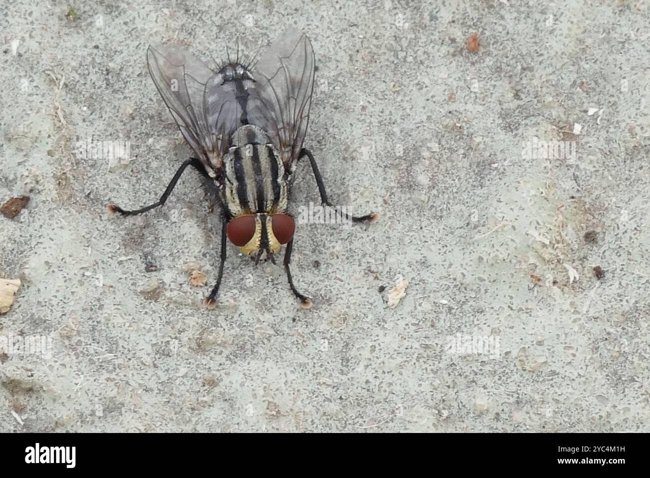 Common Flesh Flies (Sarcophaga) Insecta Stock Photo - Alamy