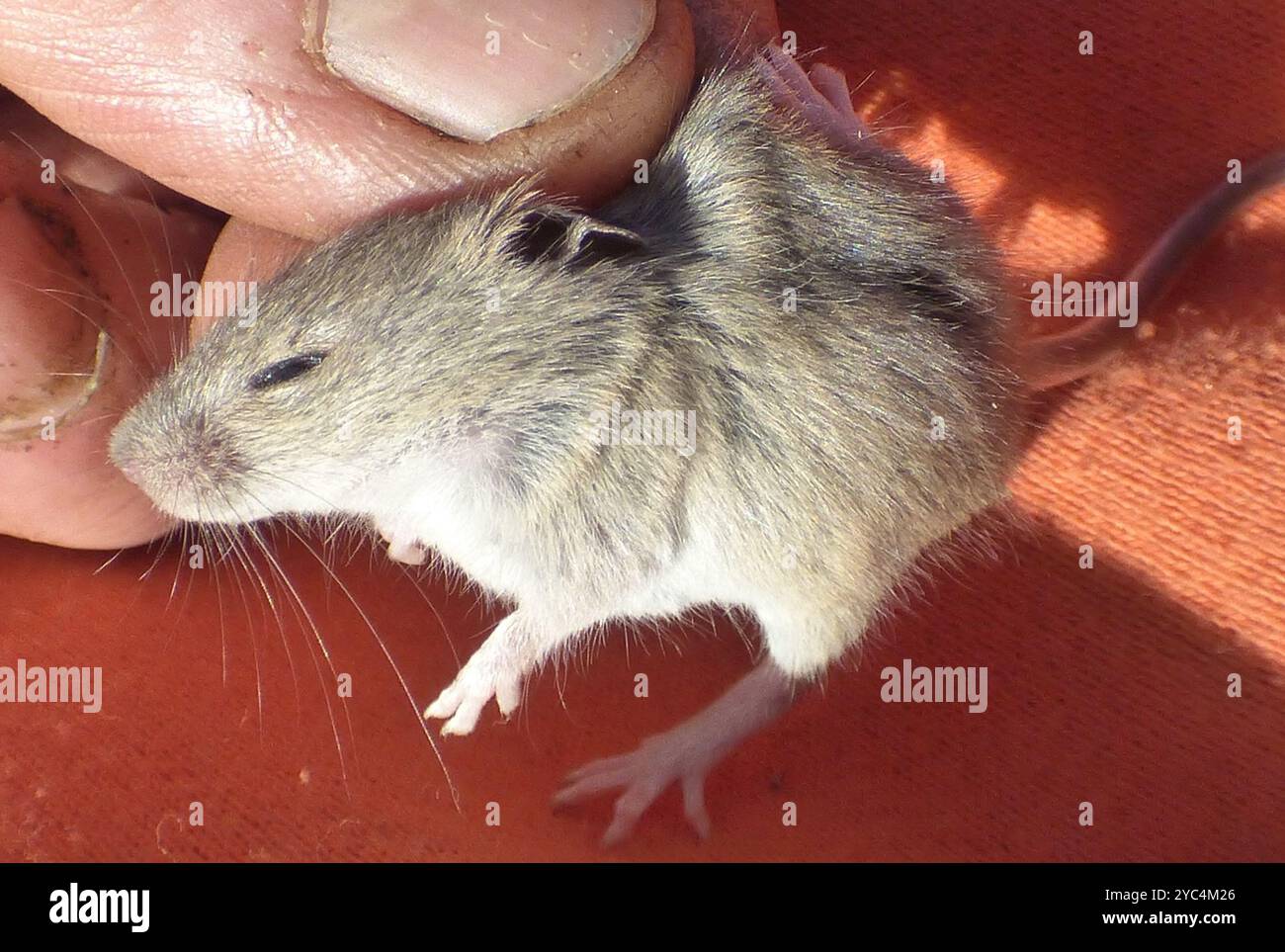 Eastern Harvest Mouse (Reithrodontomys humulis) Mammalia Stock Photo ...