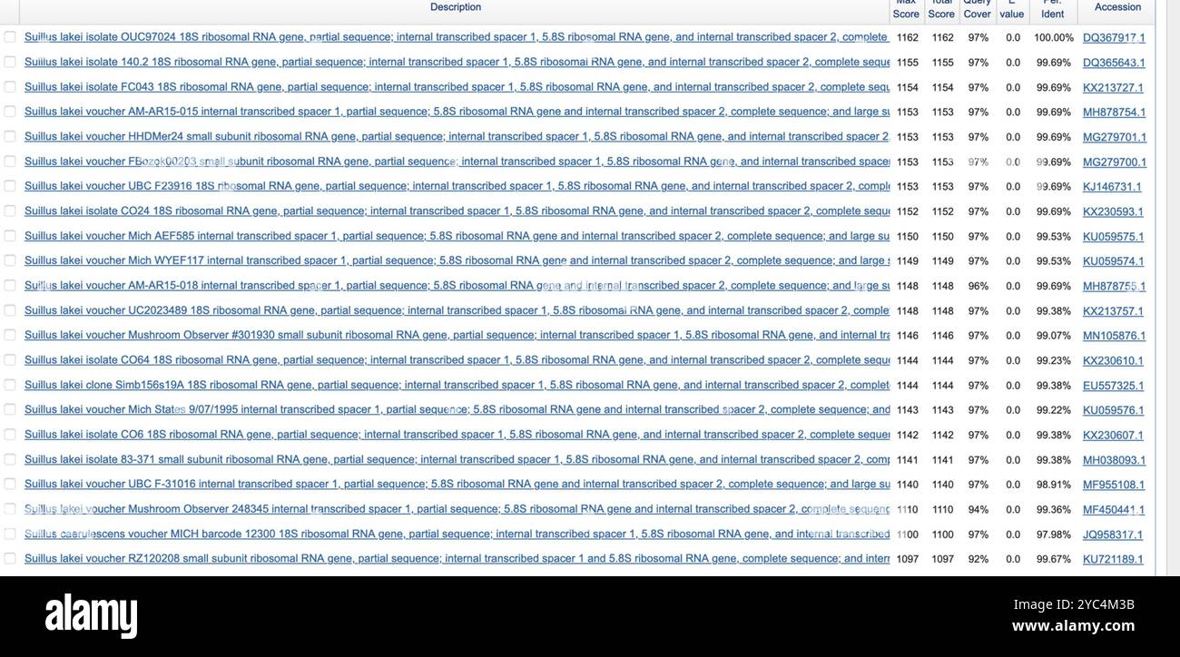 Western Painted Suillus (Suillus lakei) Fungi Stock Photo - Alamy