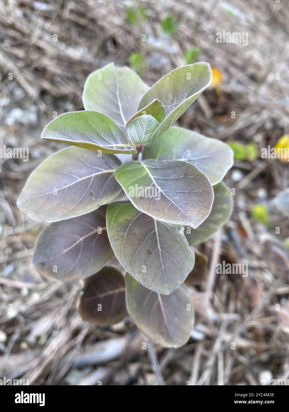 Beach Vitex (Vitex rotundifolia) Plantae Stock Photo - Alamy