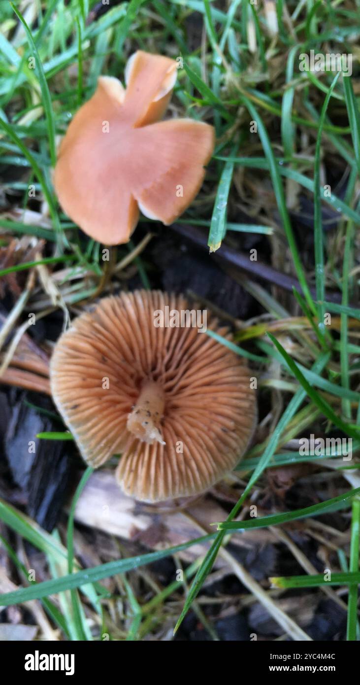 Common Conecap (Pholiotina rugosa) Fungi Stock Photo - Alamy