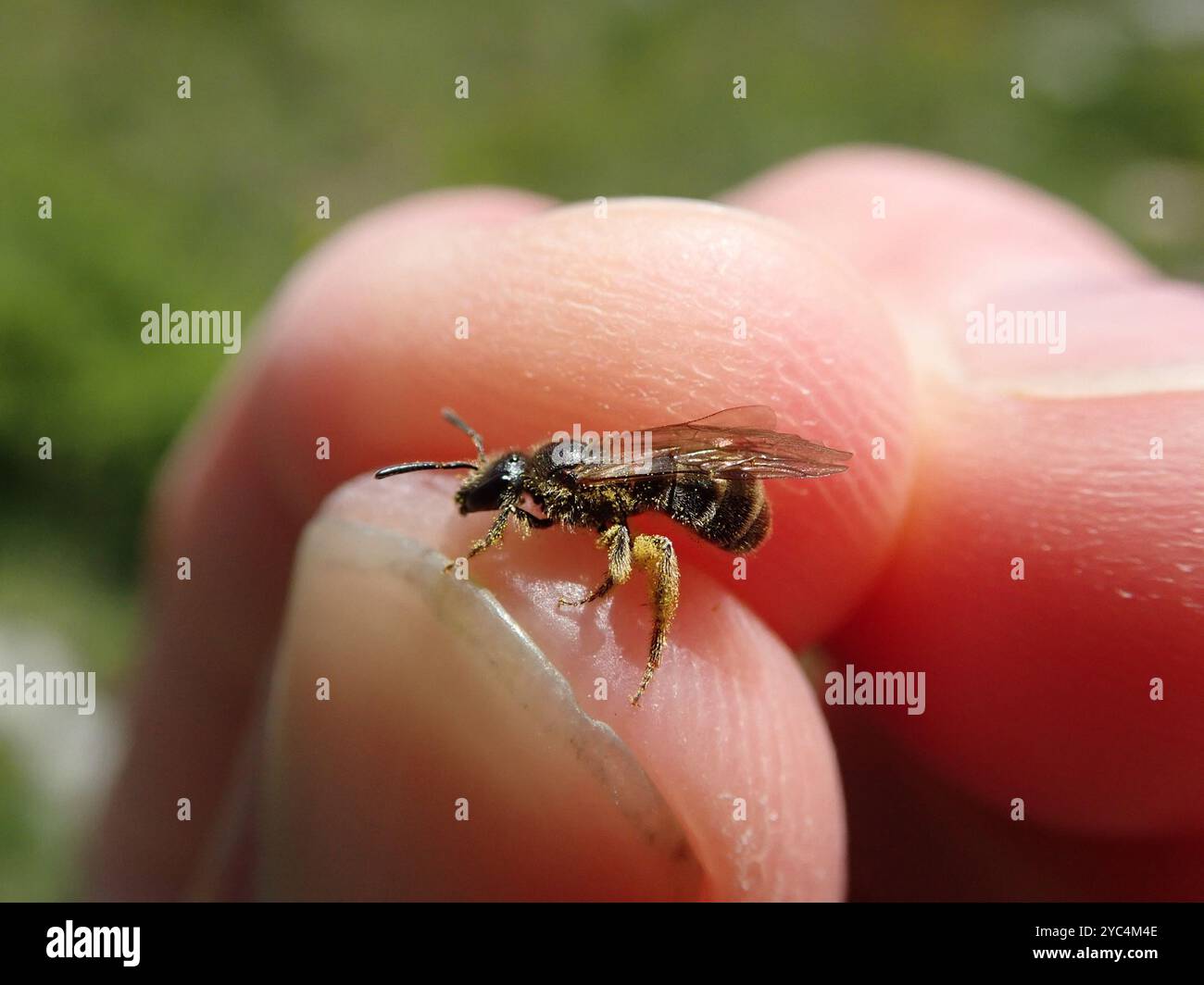 Sweat bees (Lasioglossum) Insecta Stock Photo - Alamy
