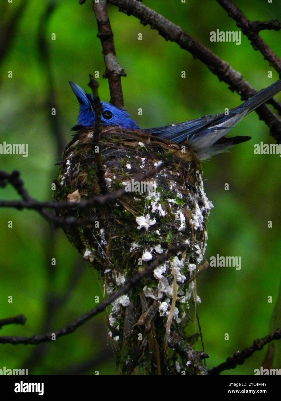 Black-naped Monarch (Hypothymis azurea) Aves Stock Photo - Alamy
