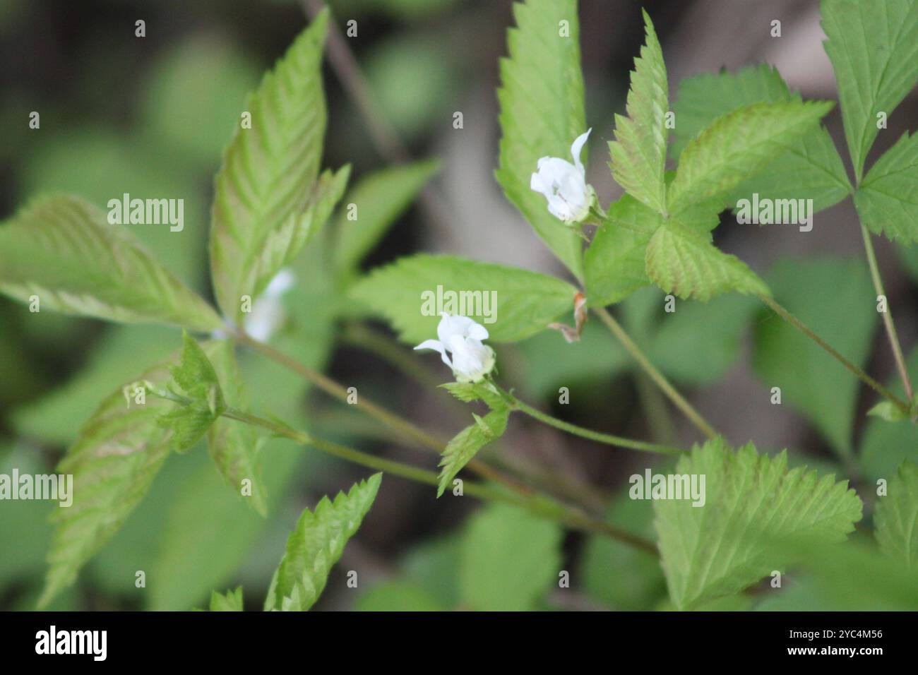 dwarf raspberry (Rubus pubescens) Plantae Stock Photo - Alamy