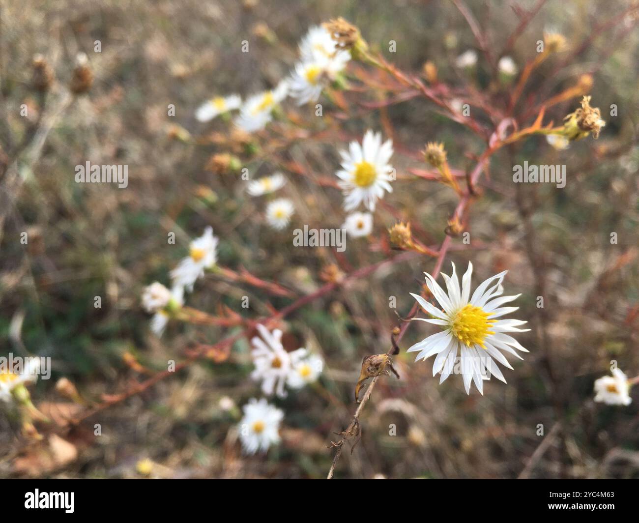 Frost Aster (Symphyotrichum pilosum pilosum) Plantae Stock Photo - Alamy