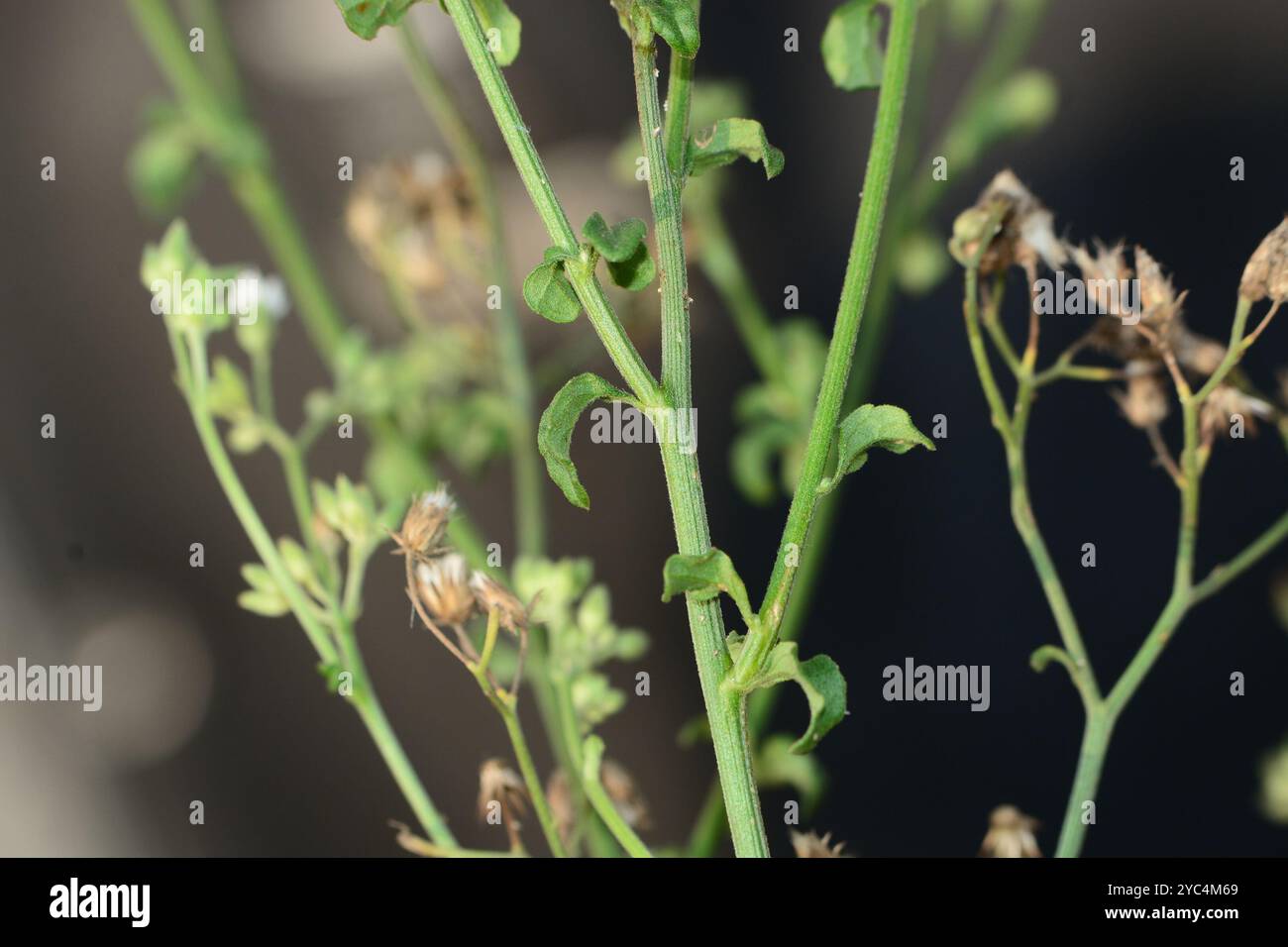 little ironweed (Cyanthillium cinereum) Plantae Stock Photo - Alamy