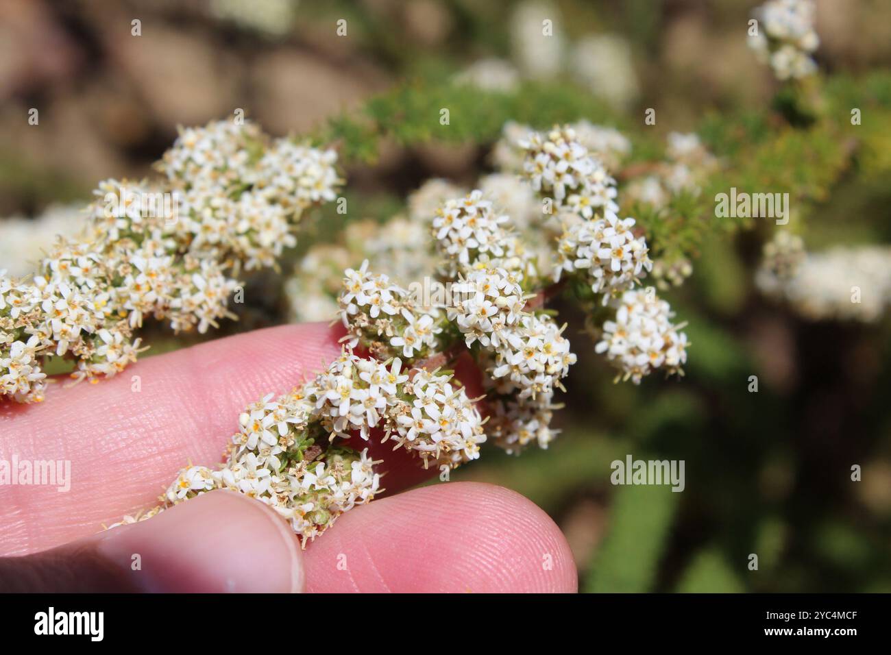 Stiff Bitterbush (Selago corymbosa) Plantae Stock Photo - Alamy
