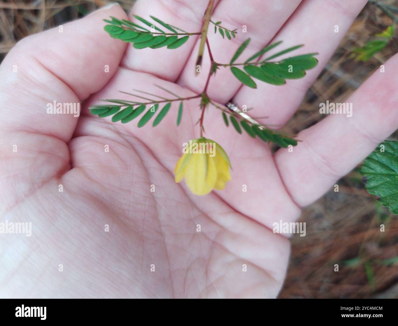 sensitive and partridge peas (Chamaecrista) Plantae Stock Photo - Alamy