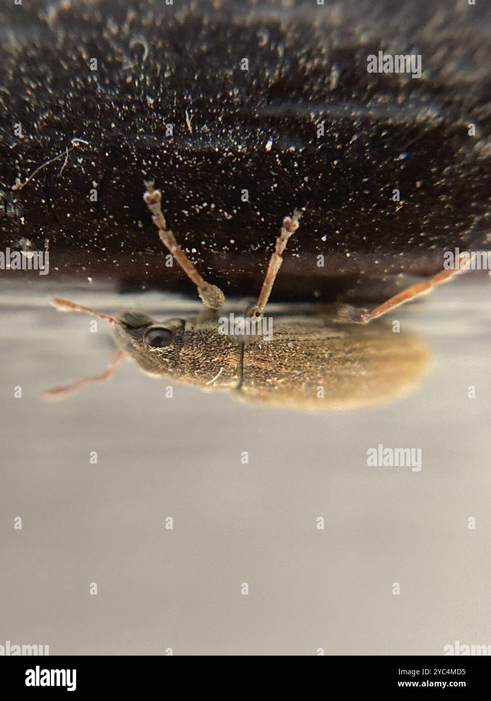 Pea Weevil (Sitona lineatus) Insecta Stock Photo - Alamy