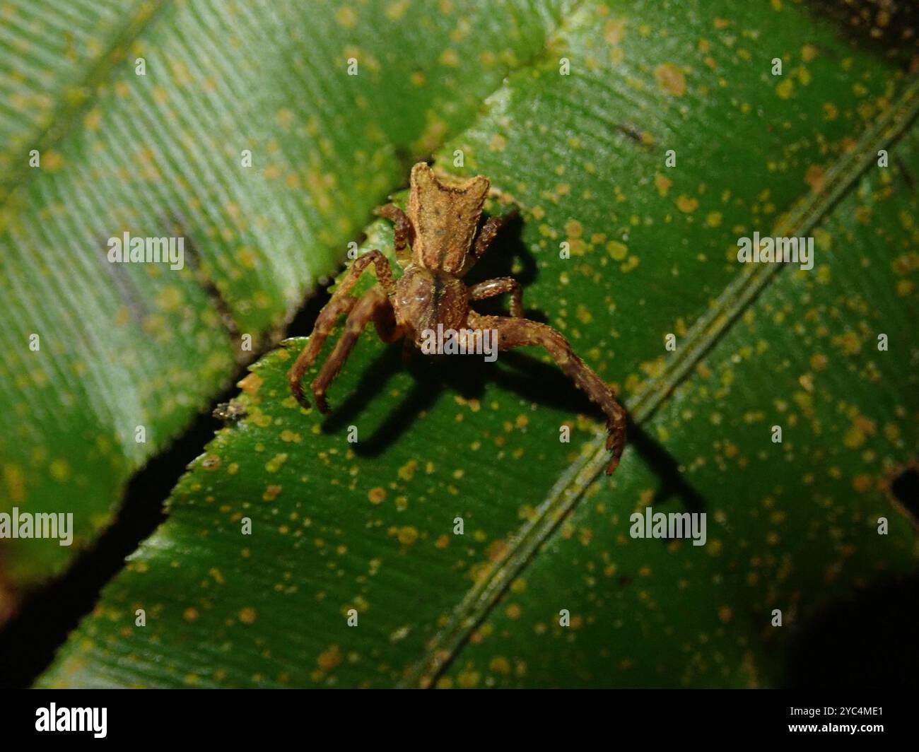 Square-ended Crab Spider (Sidymella angularis) Arachnida Stock Photo ...