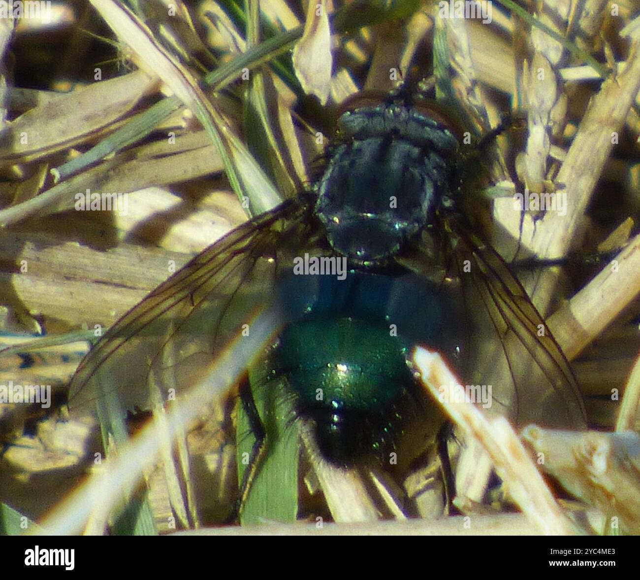 Shiny Blue Bottle Fly (Cynomya cadaverina) Insecta Stock Photo - Alamy