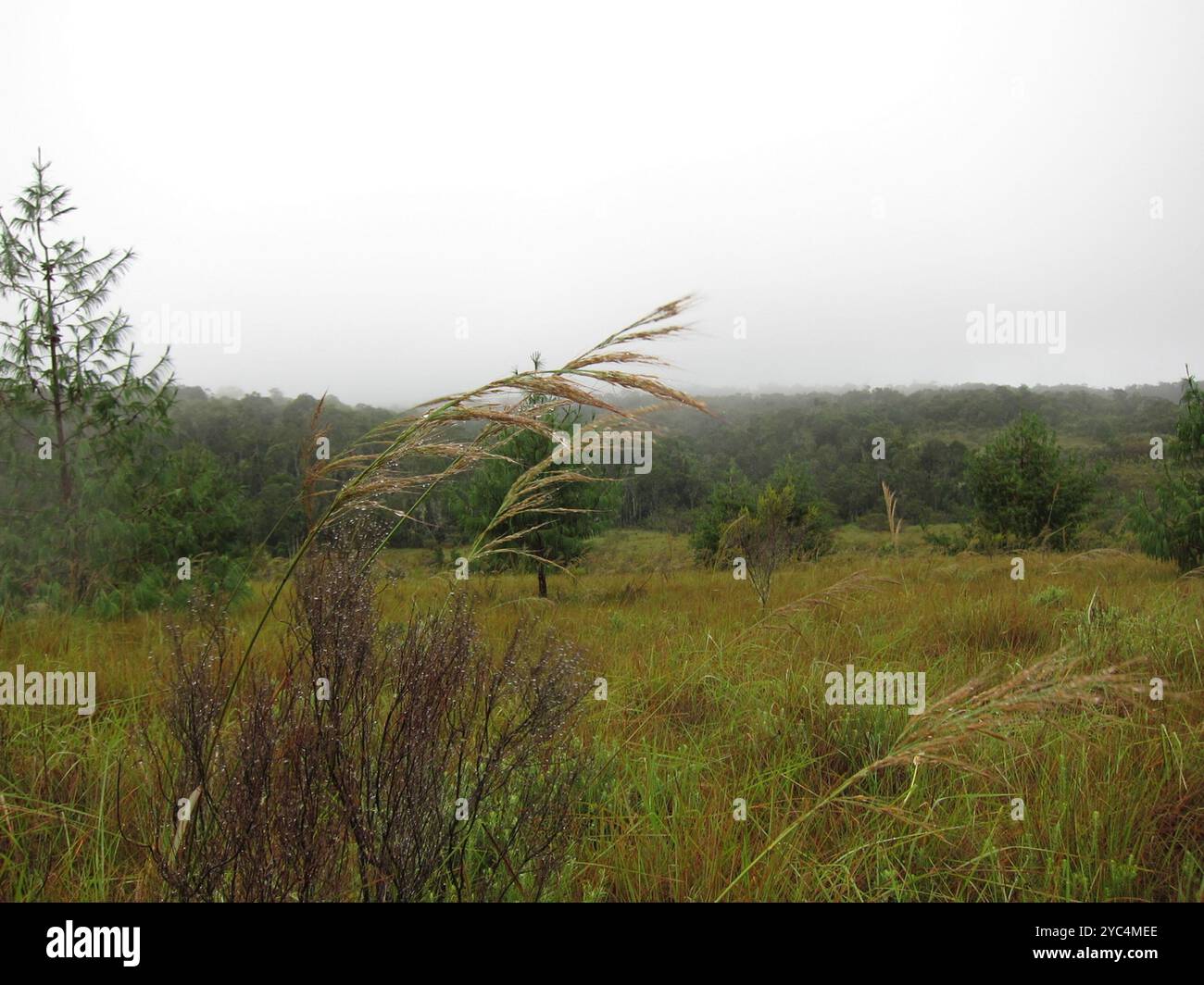 Common Russet Grass (Loudetia simplex) Plantae Stock Photo - Alamy