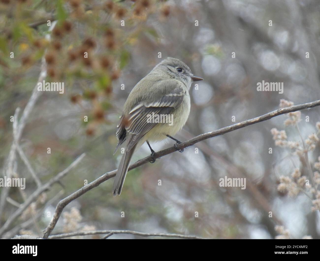 Empidonax Flycatchers (Empidonax) Aves Stock Photo - Alamy