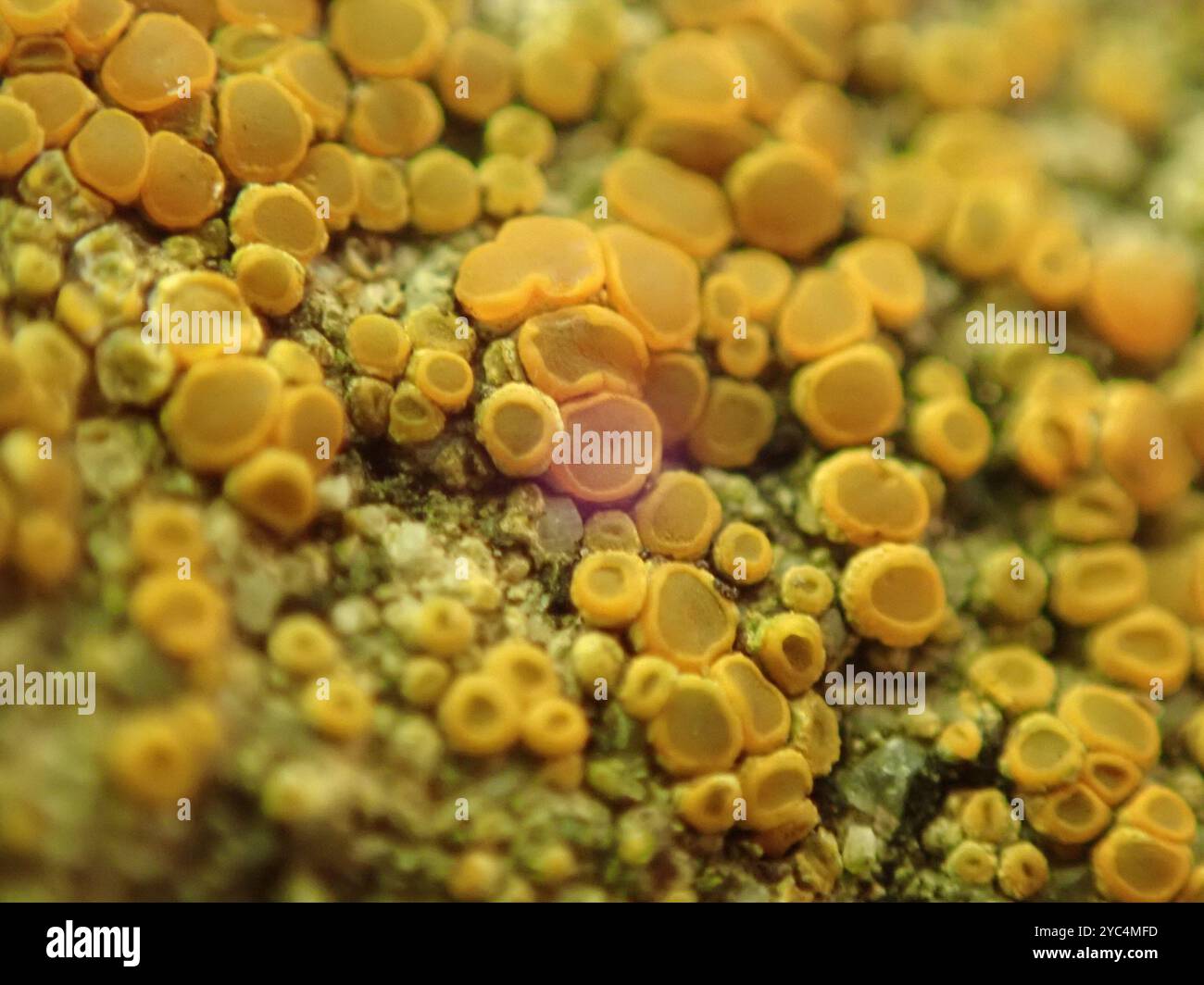 Polycauliona hi-res stock photography and images - Alamy