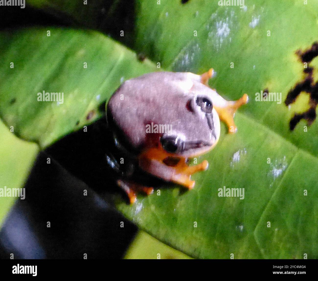 Blue-back Reed Frog (Heterixalus madagascariensis) Amphibia Stock Photo ...