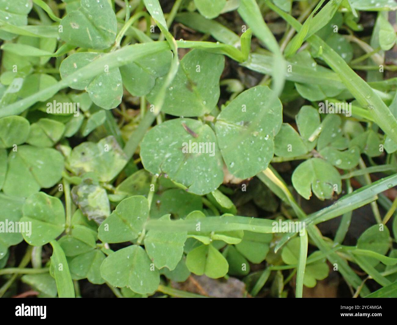 Spotted medick (Medicago arabica) Plantae Stock Photo - Alamy