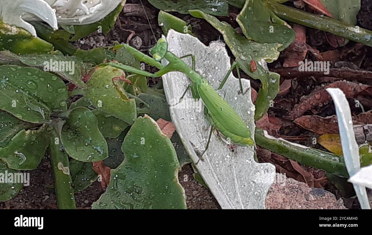 South African Mantis (Miomantis caffra) Insecta Stock Photo - Alamy