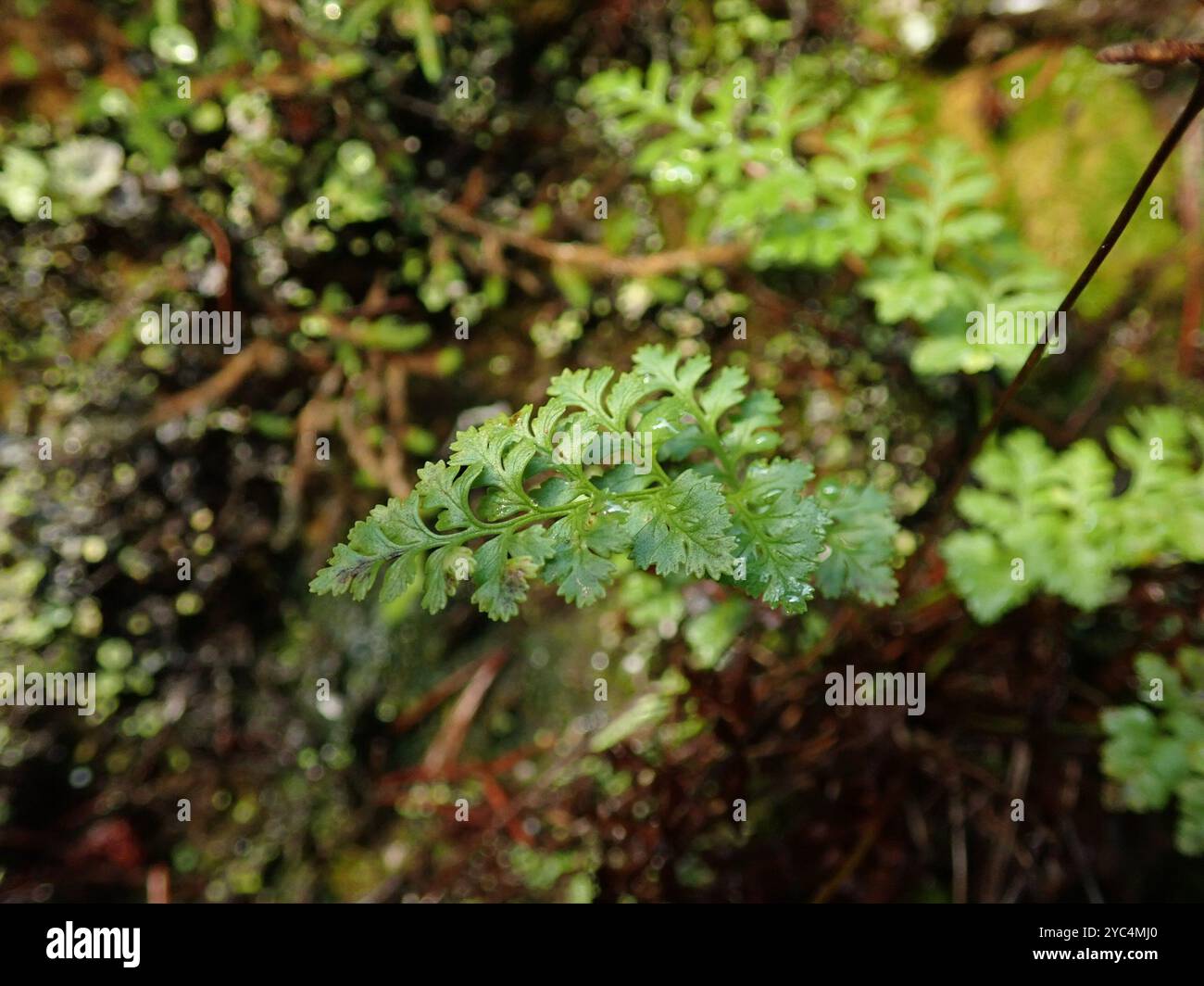 American parsley fern (Cryptogramma acrostichoides) Plantae Stock Photo ...
