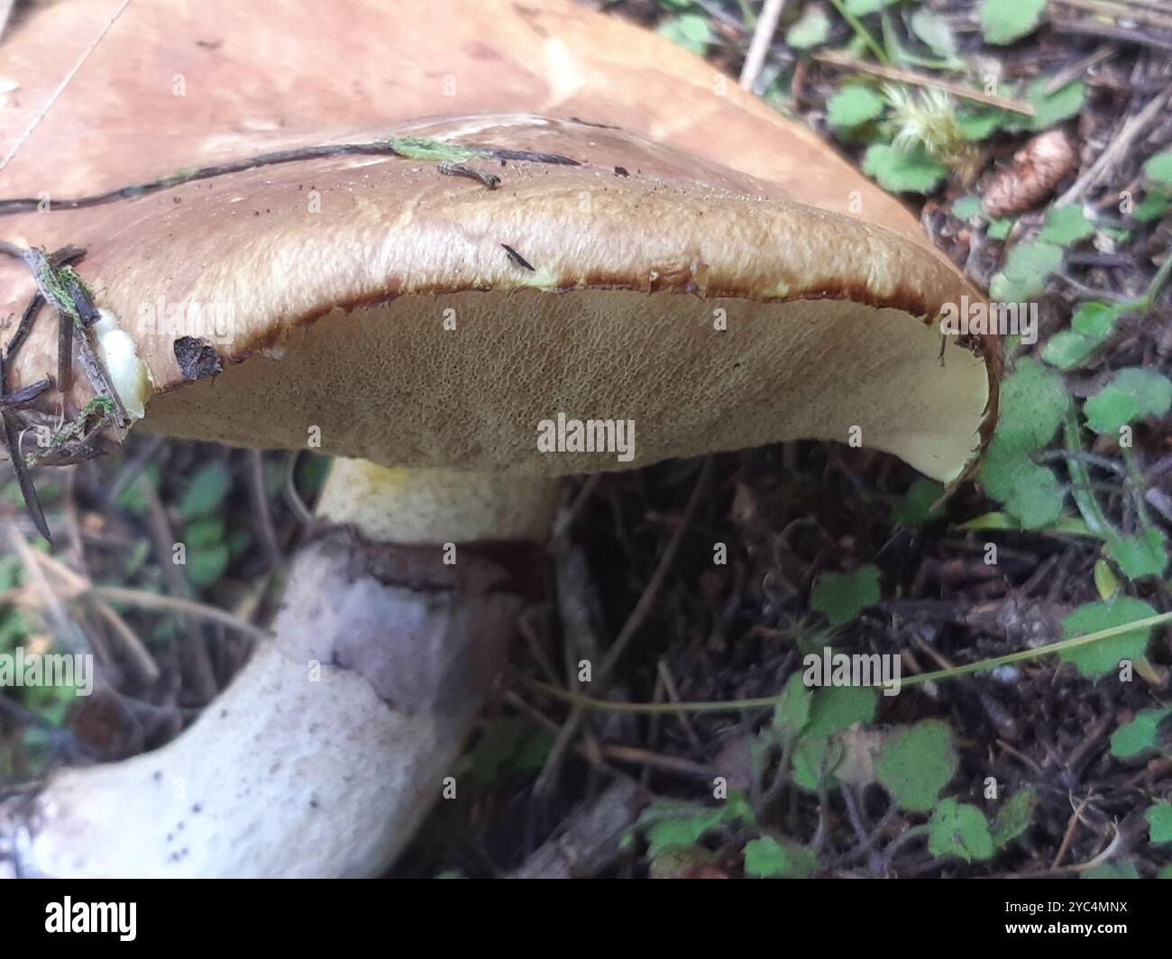 Purple-veiled Slippery Jack (Suillus luteus) Fungi Stock Photo - Alamy