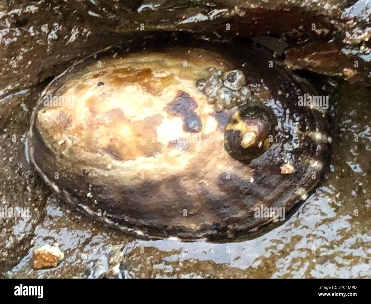 Owl Limpet (Lottia gigantea) Mollusca Stock Photo - Alamy