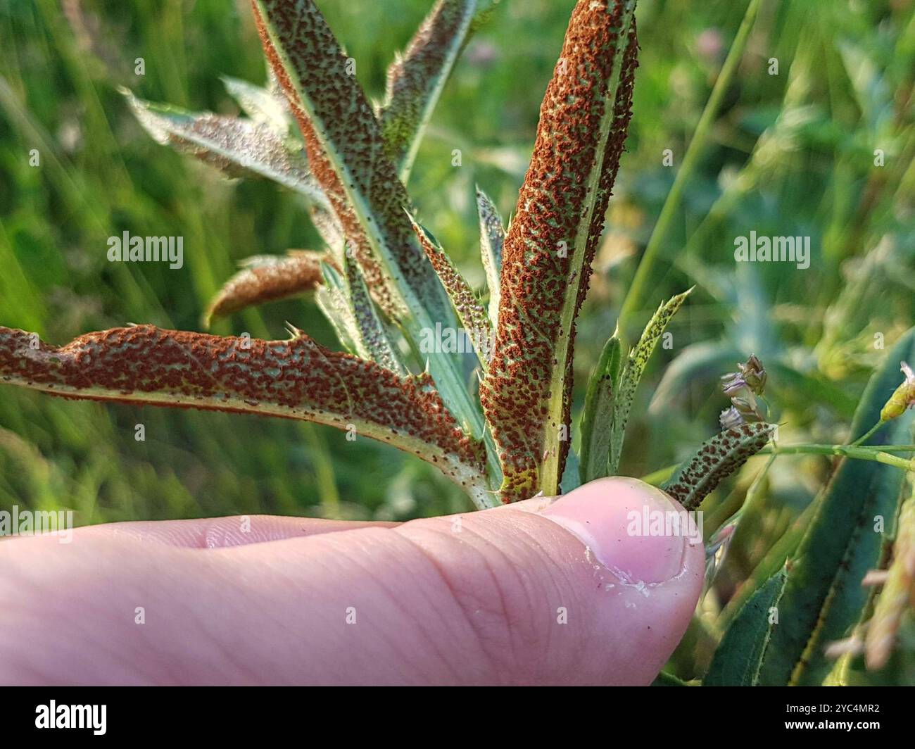 thistle rust (Puccinia suaveolens) Fungi Stock Photo - Alamy