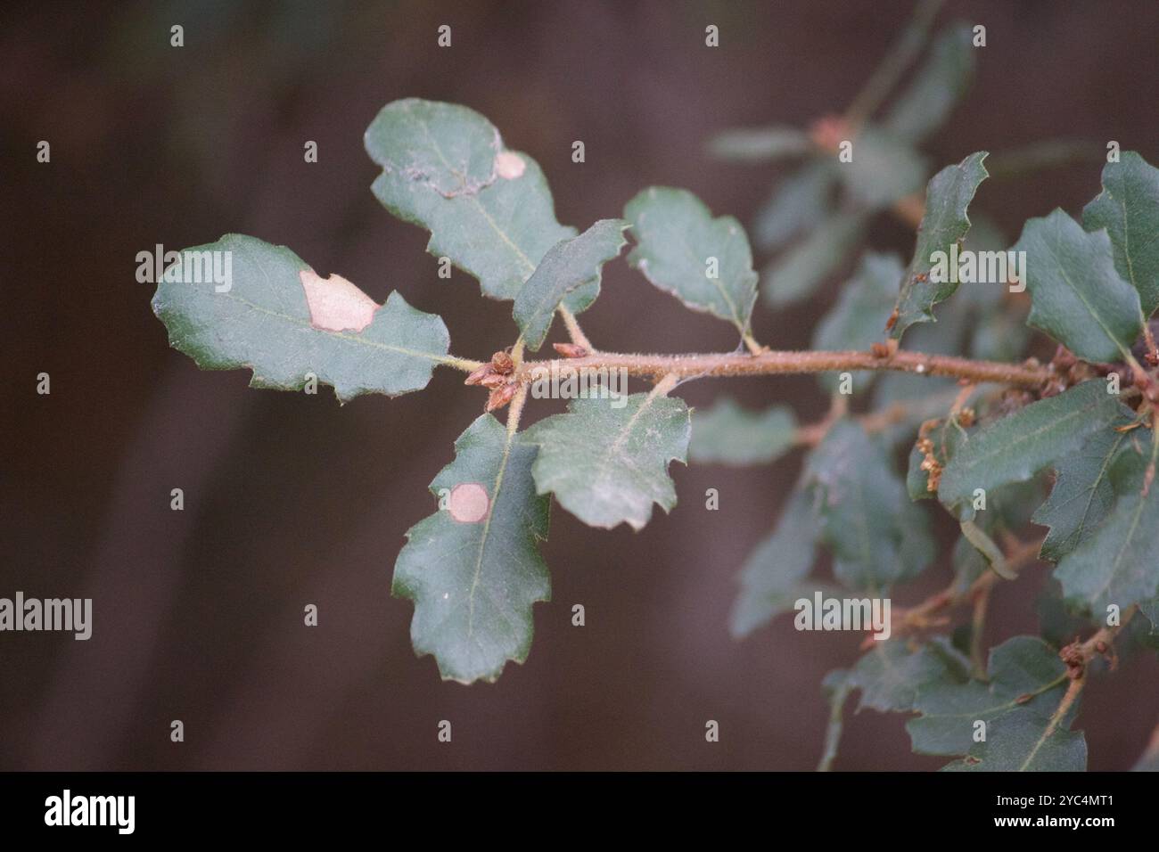 California scrub oak (Quercus berberidifolia) Plantae Stock Photo - Alamy