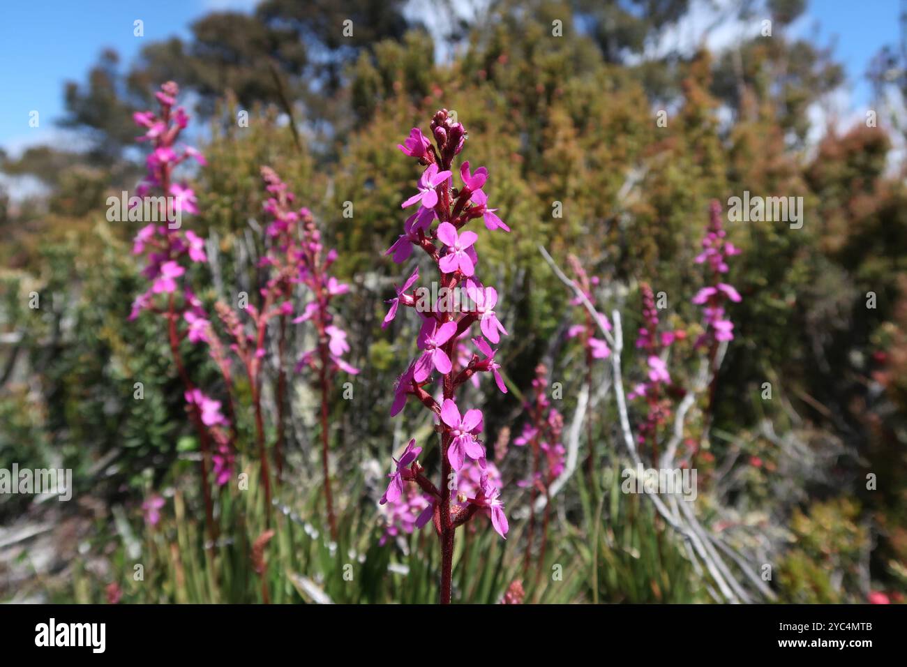 Triggerplants (Stylidium) Plantae Stock Photo - Alamy