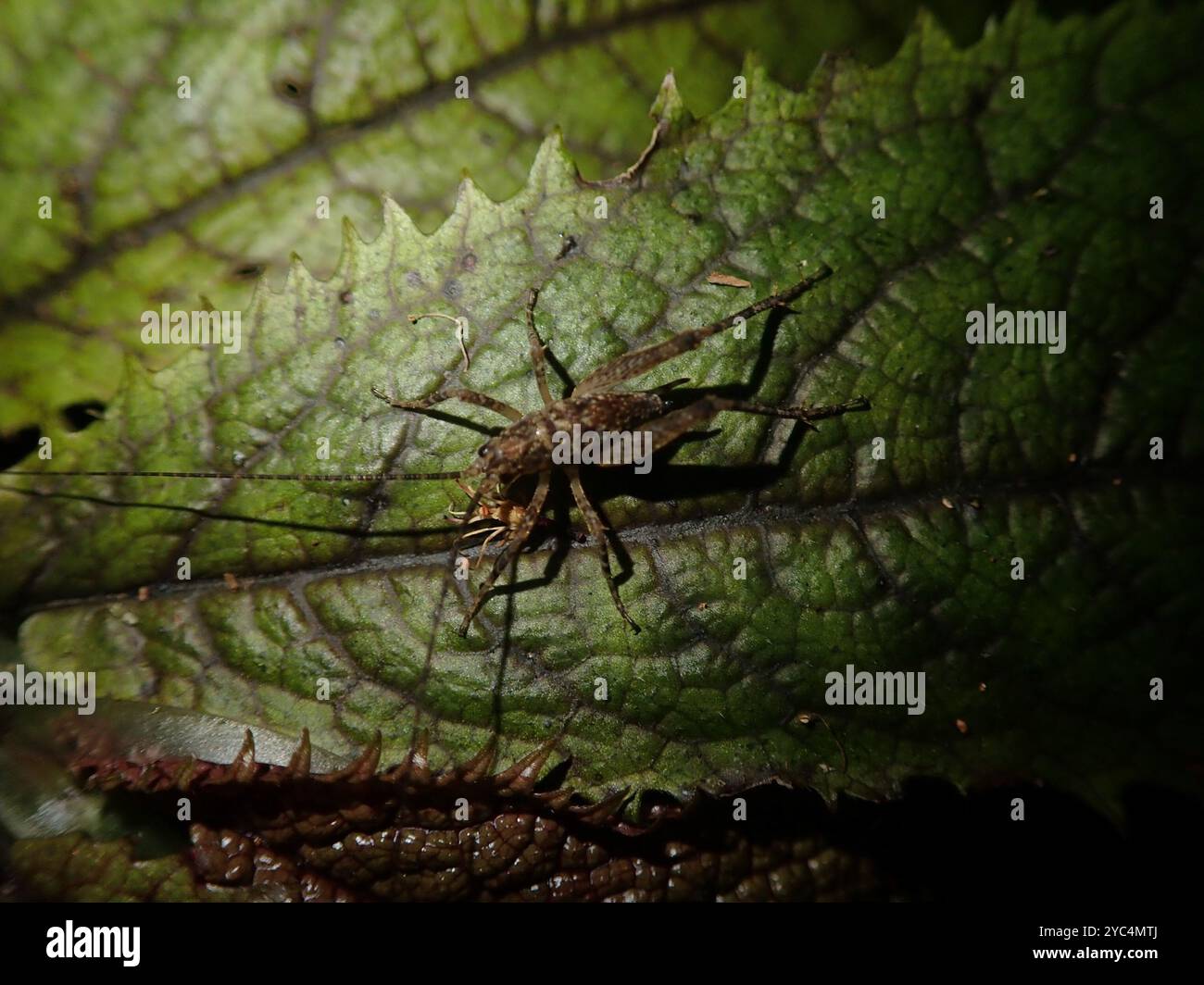 Camel Crickets, Cave Crickets, and Cave Wēta (Rhaphidophoridae) Insecta ...