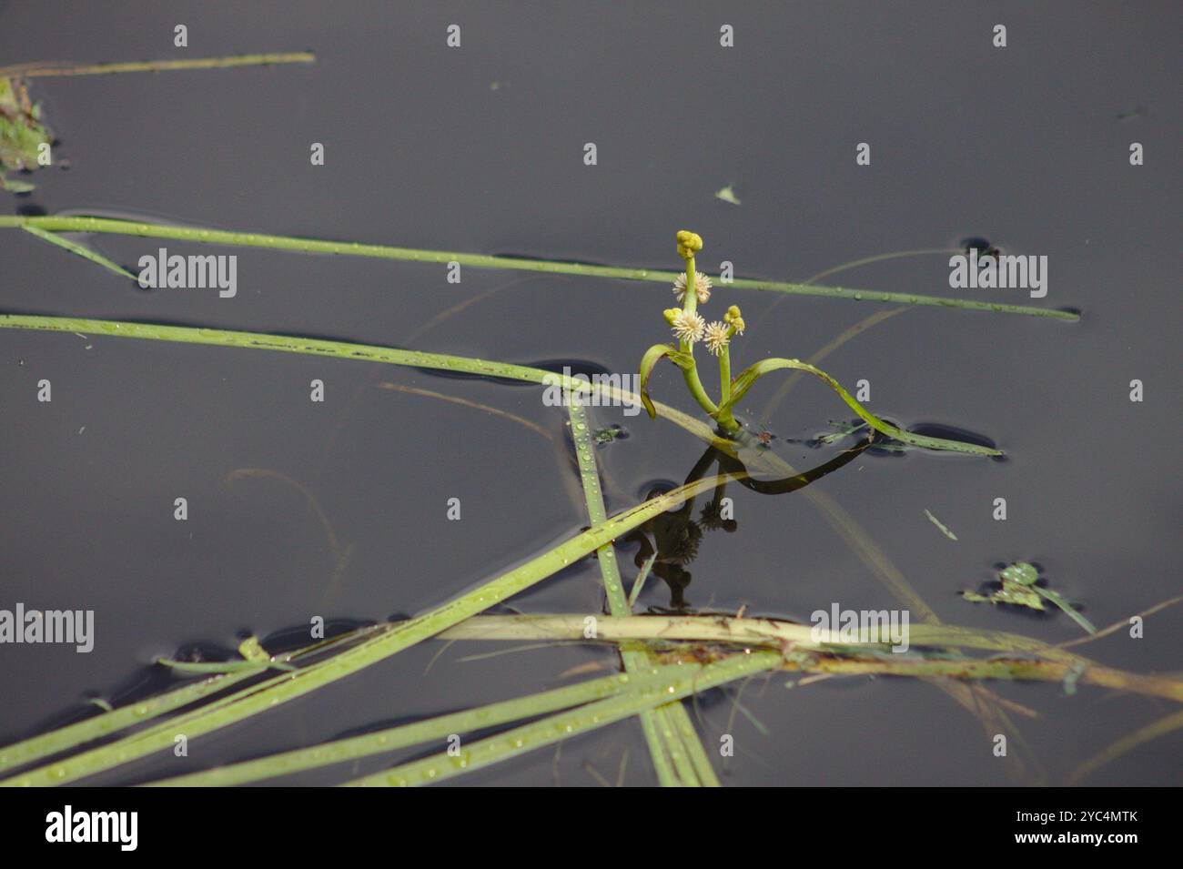Floating Bur-reed (Sparganium fluctuans) Plantae Stock Photo - Alamy