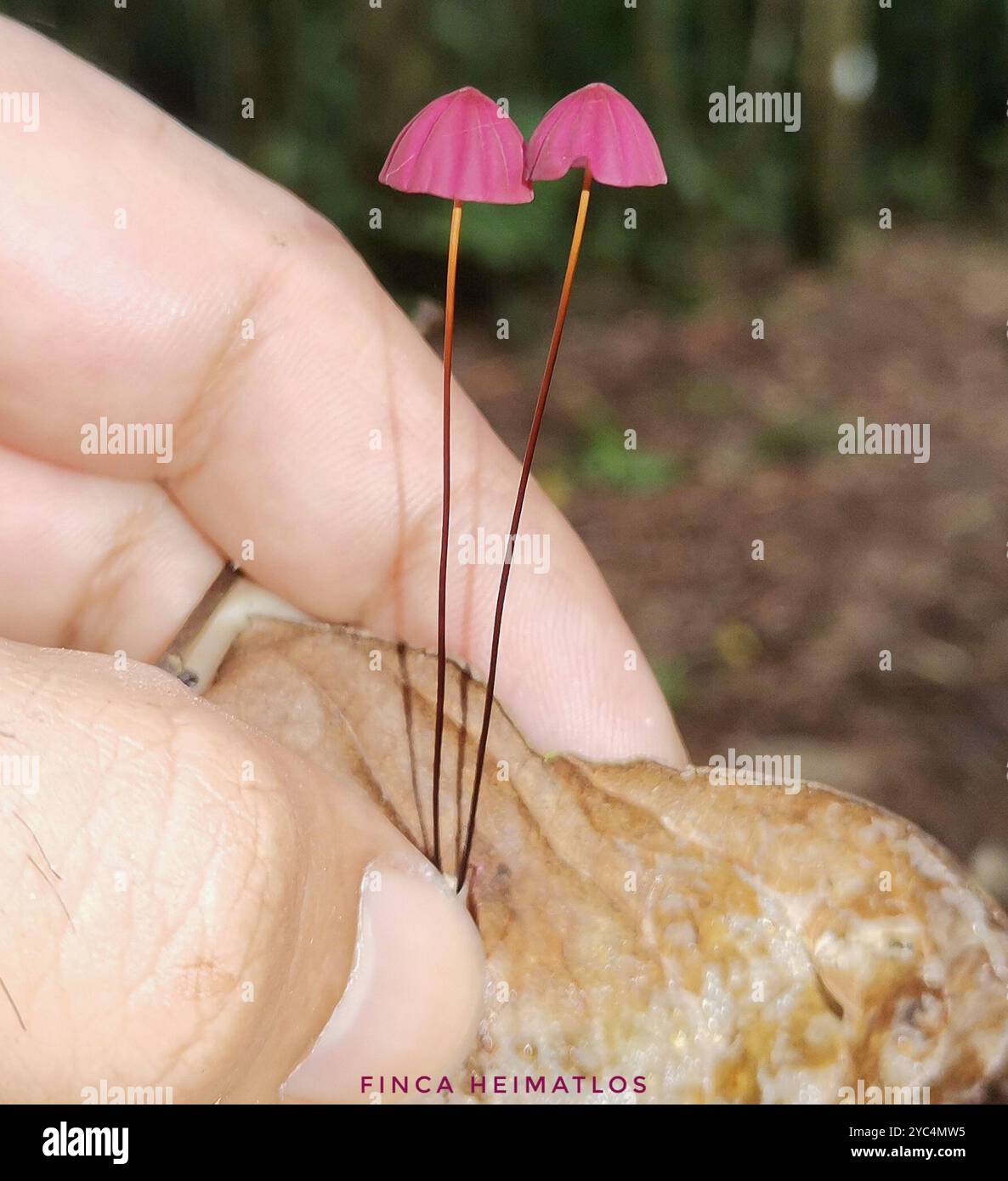 purple pinwheel (Marasmius haematocephalus) Fungi Stock Photo - Alamy