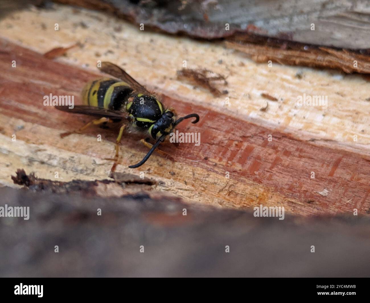 Common European Yellowjacket (Vespula vulgaris) Insecta Stock Photo - Alamy