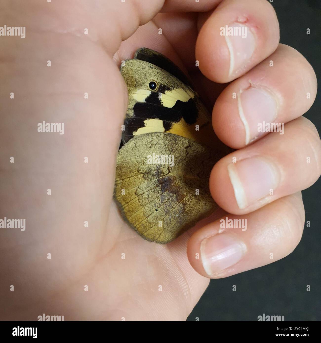 Common Brown (Heteronympha merope) Insecta Stock Photo - Alamy