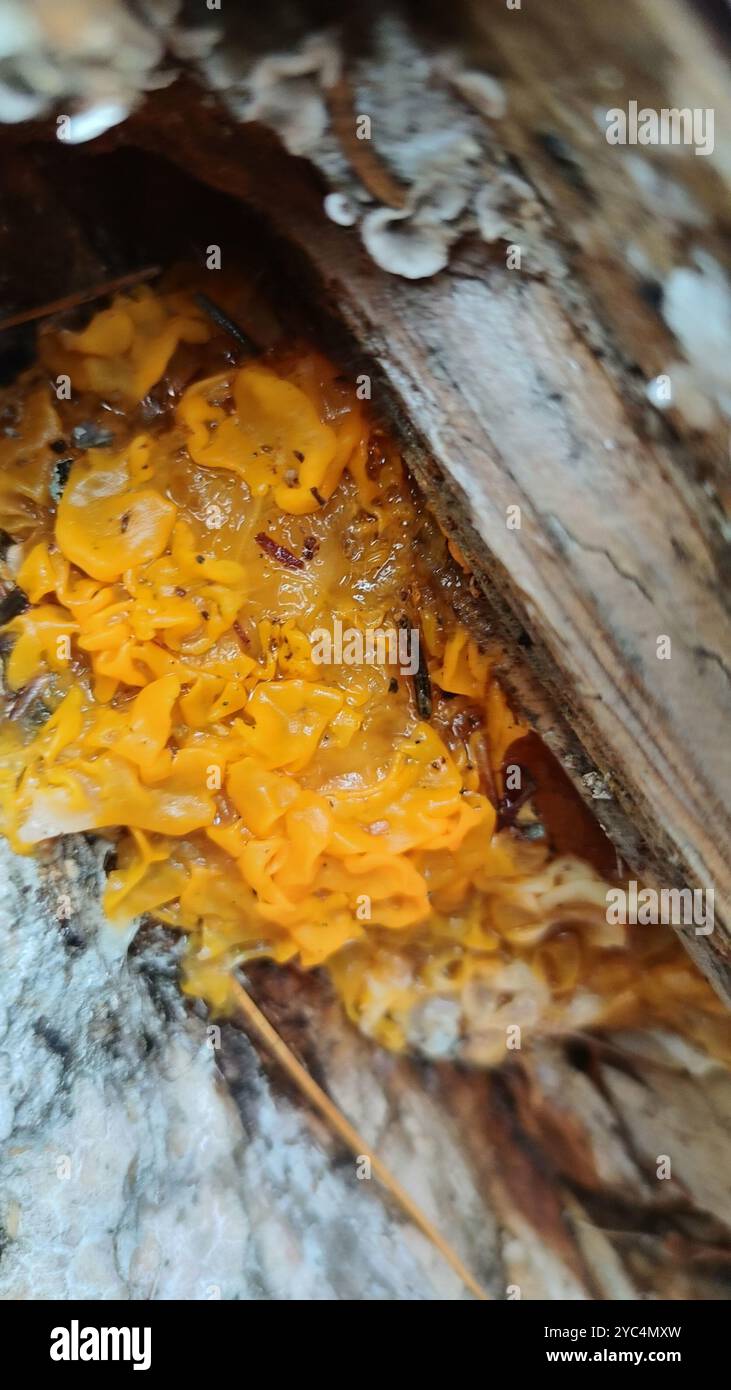 golden ear (Naematelia aurantia) Fungi Stock Photo - Alamy