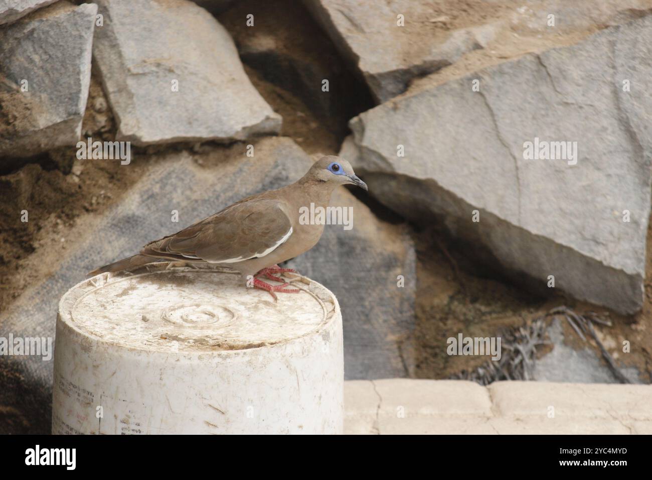 West Peruvian Dove (Zenaida meloda) Aves Stock Photo - Alamy