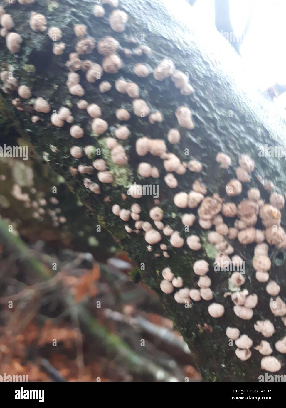 Coral Spot (Nectria cinnabarina) Fungi Stock Photo - Alamy
