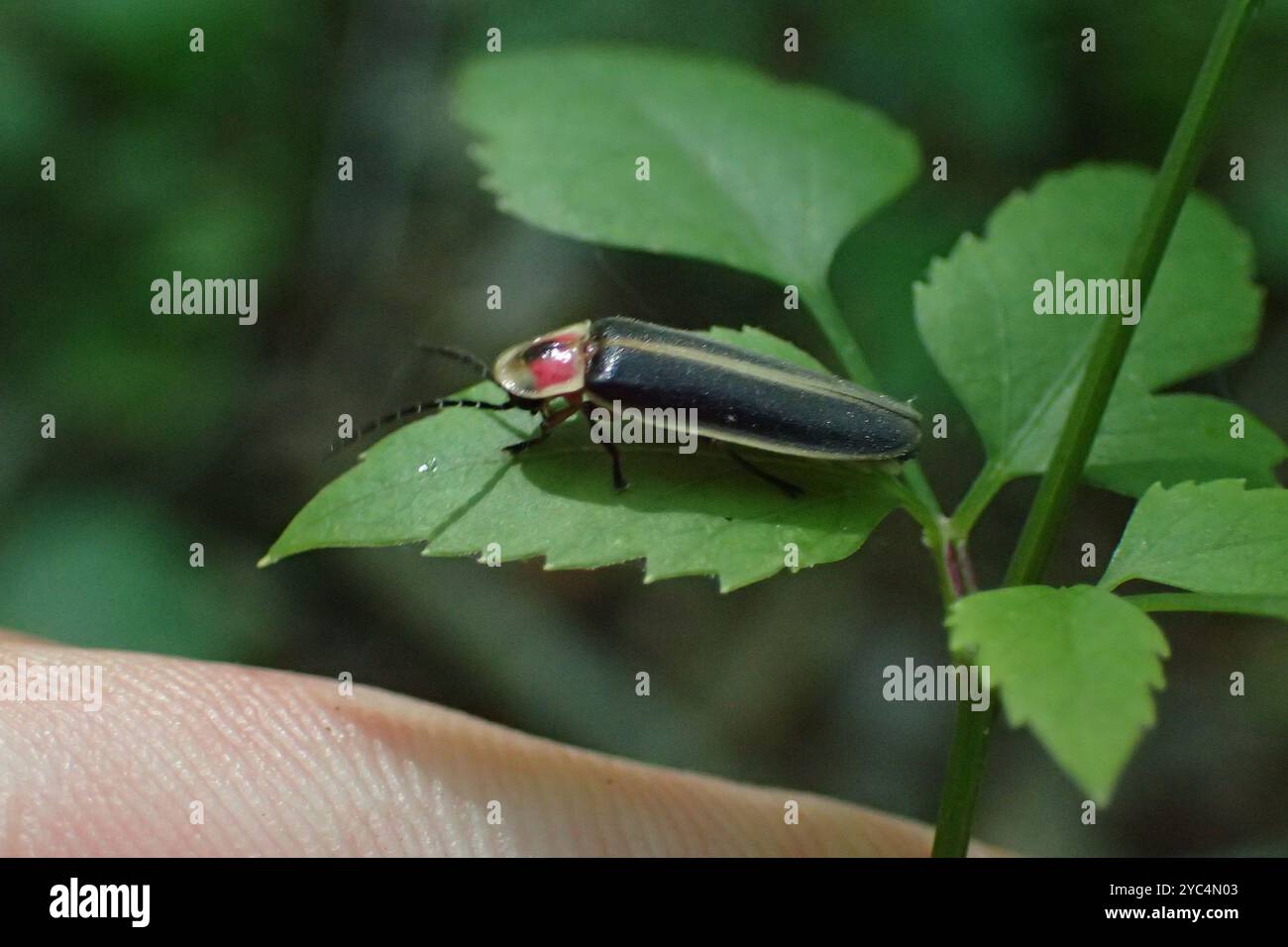 Common Eastern Firefly (Photinus pyralis) Insecta Stock Photo - Alamy