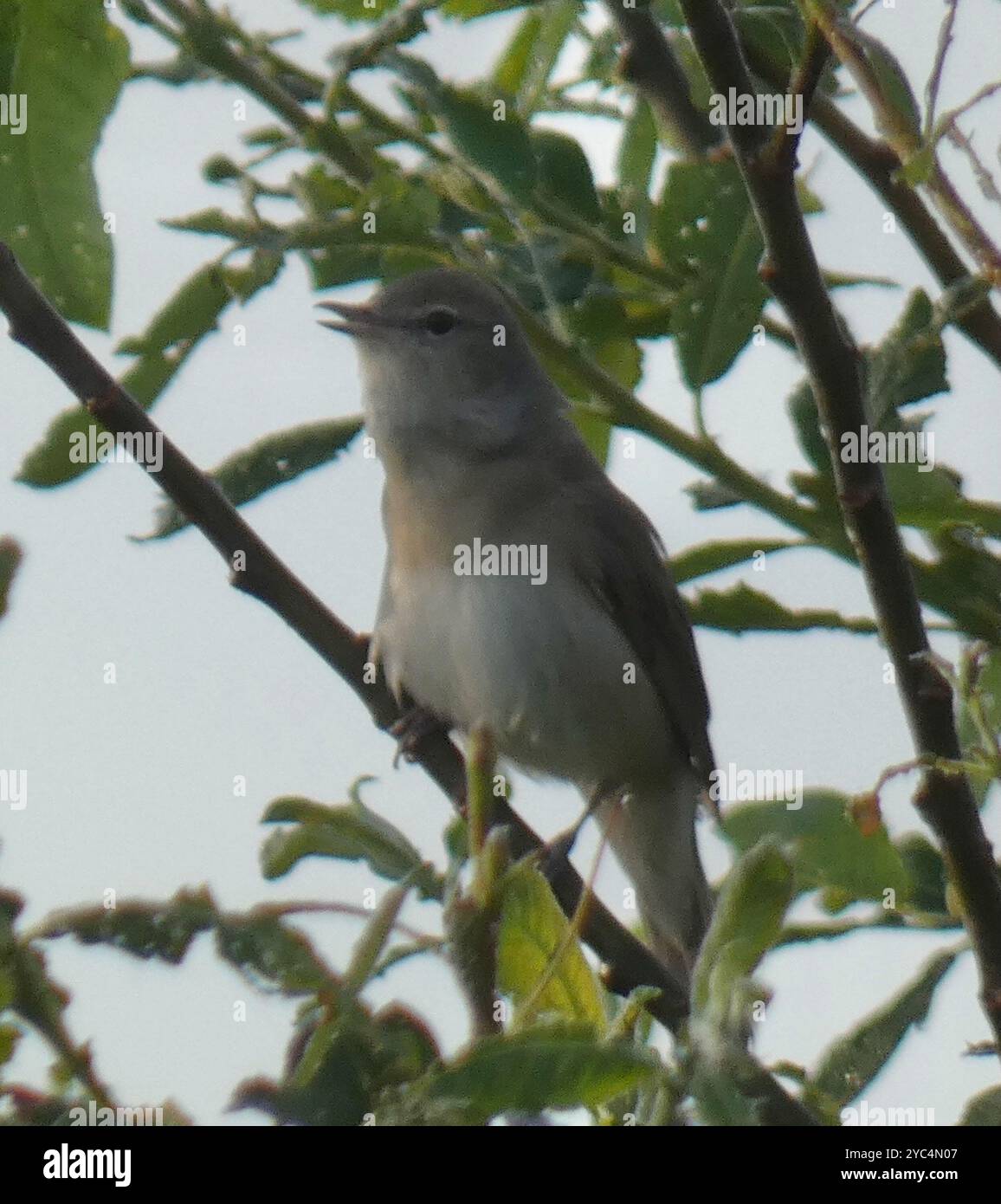 Garden Warbler (Sylvia borin) Aves Stock Photo - Alamy