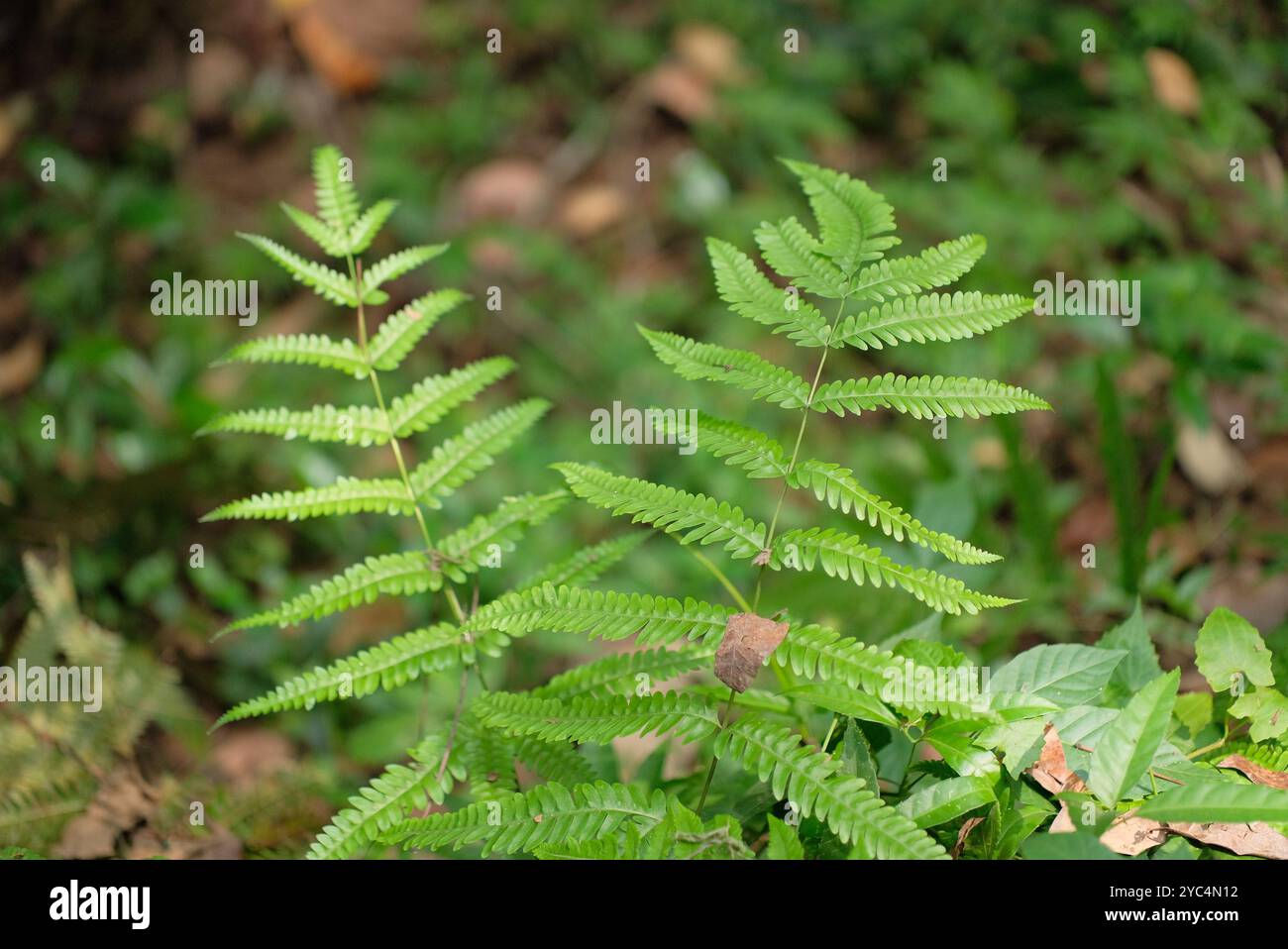 Ferns - A natural background of ferns, Fresh ferns in the forest, Ferns ...
