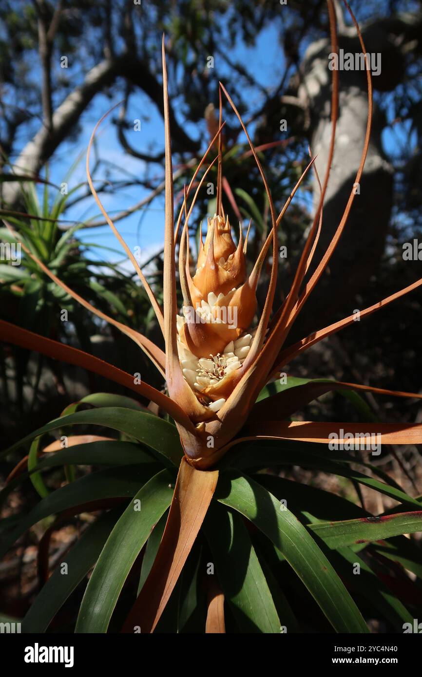 Dragon Heath (Richea dracophylla) Plantae Stock Photo - Alamy