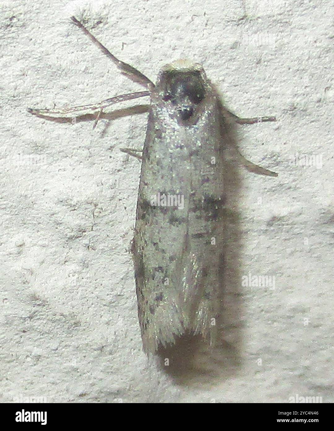 Butterflies and Moths (Lepidoptera) Insecta Stock Photo - Alamy