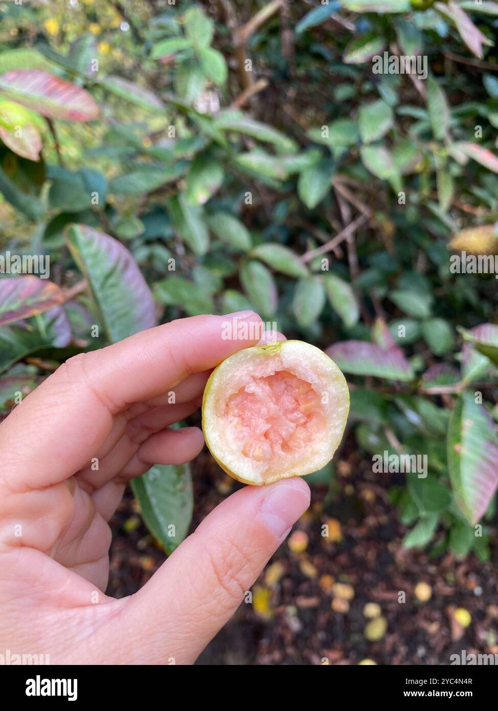 Common guava (Psidium guajava) Plantae Stock Photo - Alamy