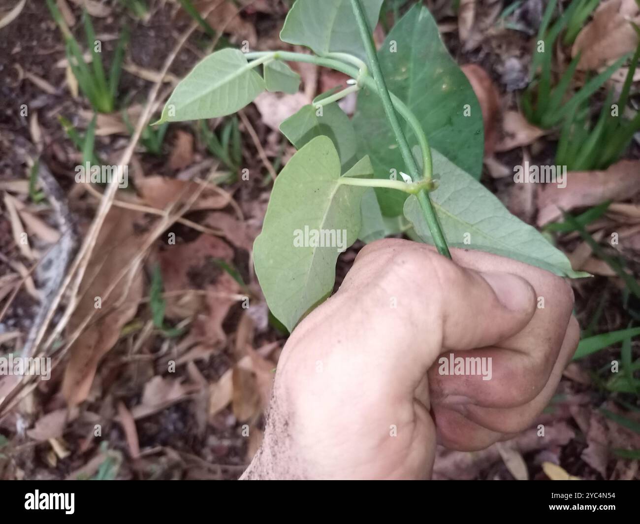 Moth Vine (Araujia sericifera) Plantae Stock Photo - Alamy
