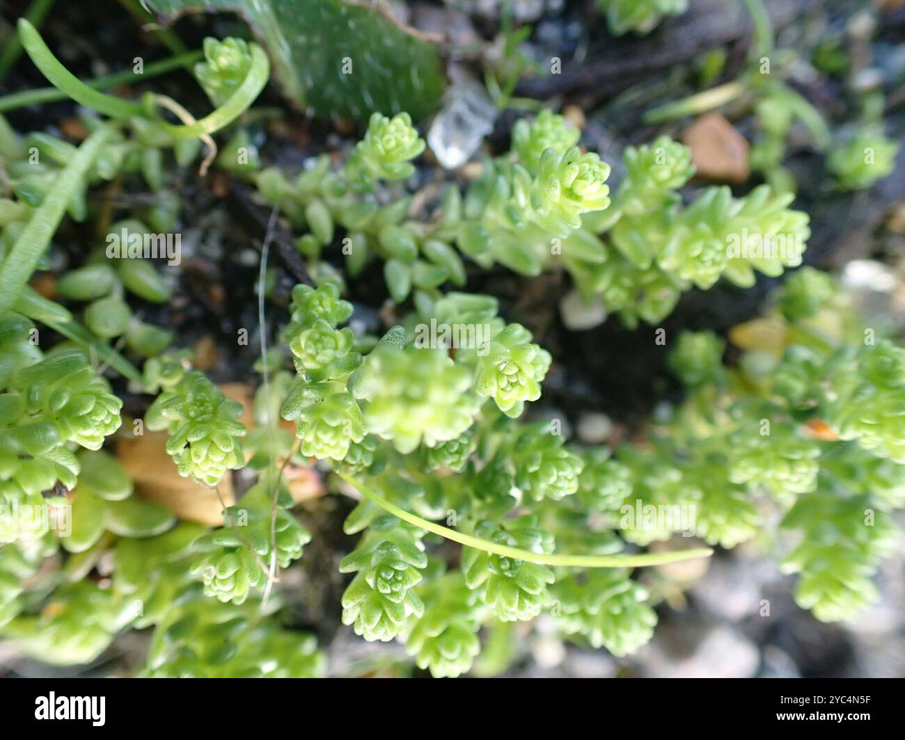 Biting Stonecrop (Sedum acre) Plantae Stock Photo - Alamy