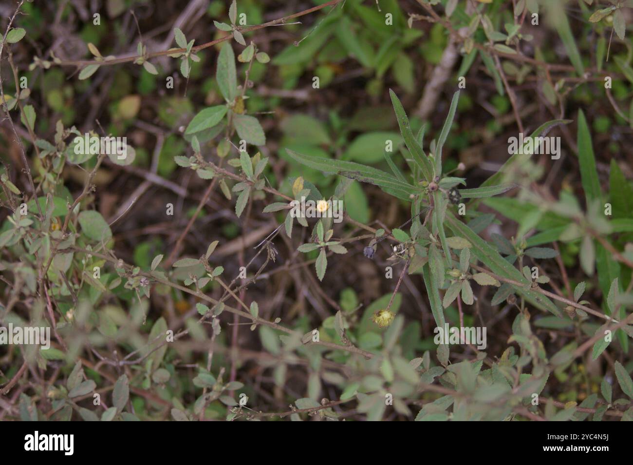 (Sida poeppigiana) Plantae Stock Photo - Alamy